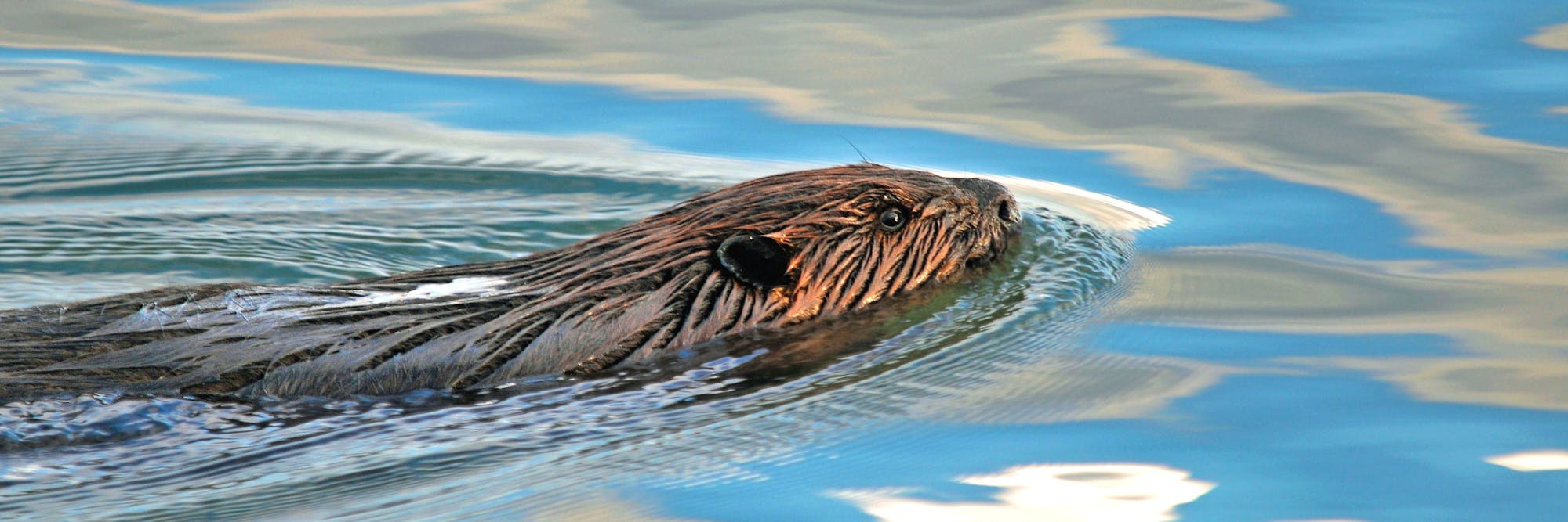 United by Water, Helped by Beavers | Defenders of Wildlife